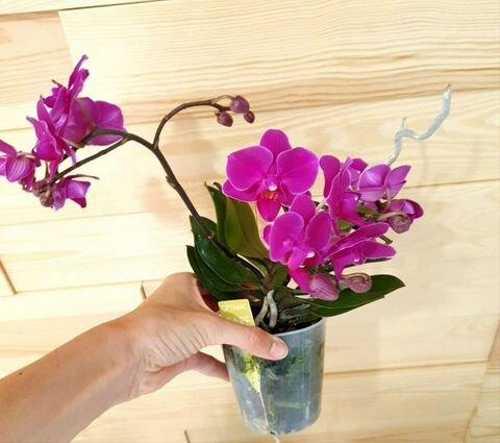 Орхидея Мультифлора малиновая ампельная 95160