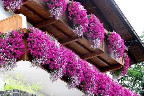 Цветы для балконов, окон, террас