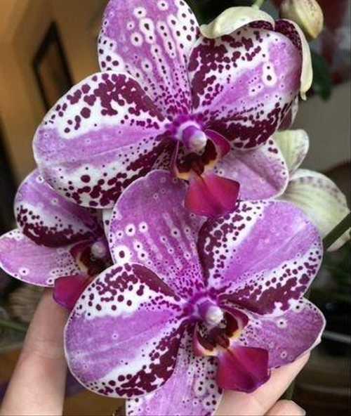 Сортовая Орхидея Фронтера