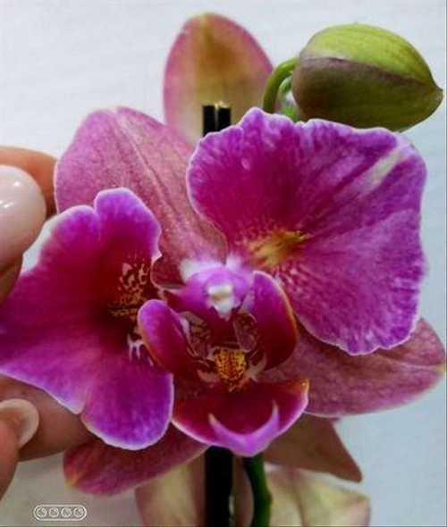 Орхидея фаленопсис бабочка Пират Пикоти