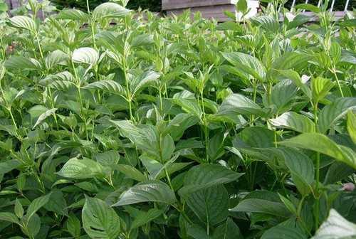 Дёрен белый саженцы (Cornus alba)