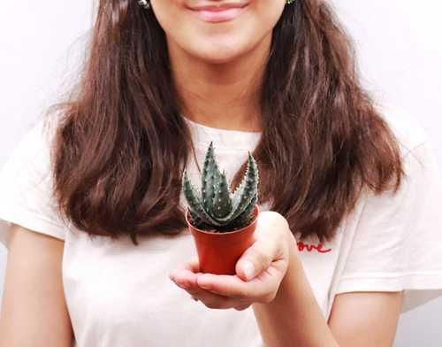 Алоэ колючее (Aloe Aculeata)