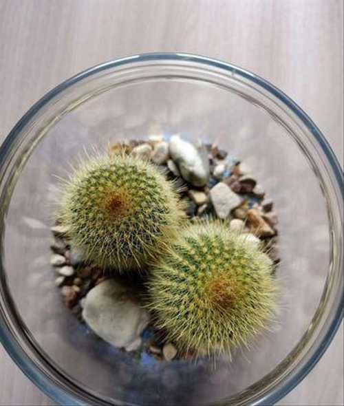 Кактус