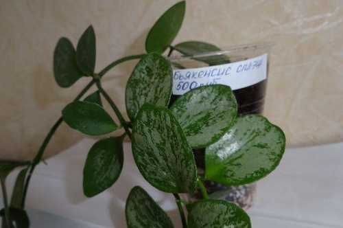 Hoya caudata - Все о комнатных растениях на витамин-п-байкальский.рф