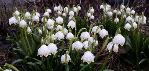 Белоцветник, первоцвет