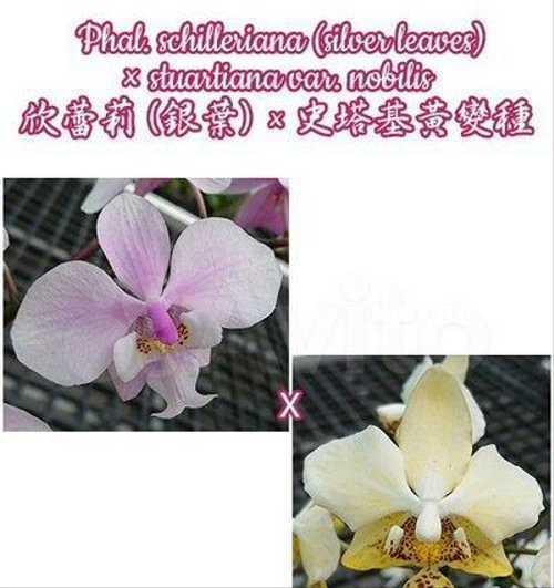 Орхидея взр. Phal. шиллириана (серебряные лист) x