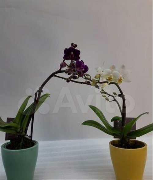 Орхидея мини в керамическом кашпо