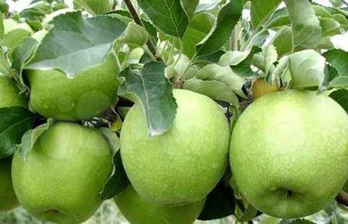 Саженцы, растения-яблоко семеренко