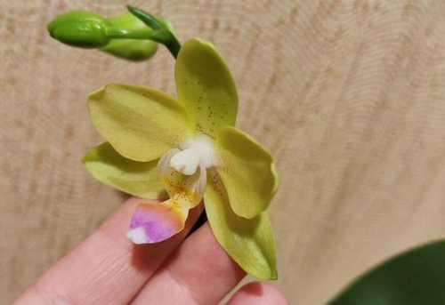 Орхидея фаленопсис Жёлтая