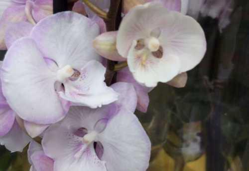 Фаленопсис Биг Лип Пико Чип орхидея