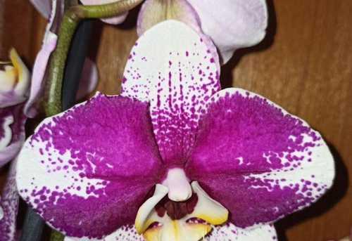 Орхидея фаленопсис сорт Барселона