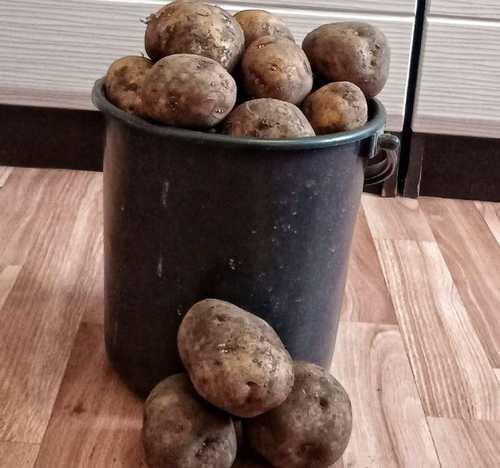 Картошка продажа домашняя