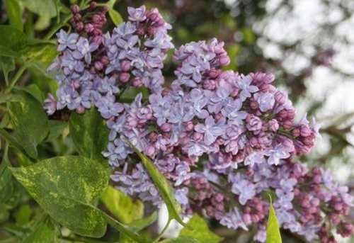 Сирень обыкновенная "Aucubaefolia" (Аукубафолия) р