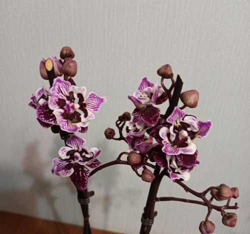 Орхидея мультифлора Бабочка, 2 ствола