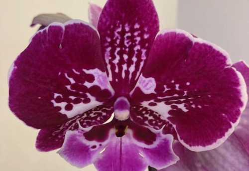 Орхидея биглип цветущая