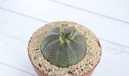Euphorbia obesa (Молочай Тучный) (SCT29318)