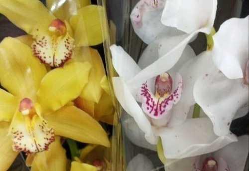 Орхидея ветка Цимбидиум