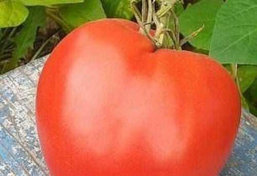 Семена томата и рассада сорт "Девичьи слезы"