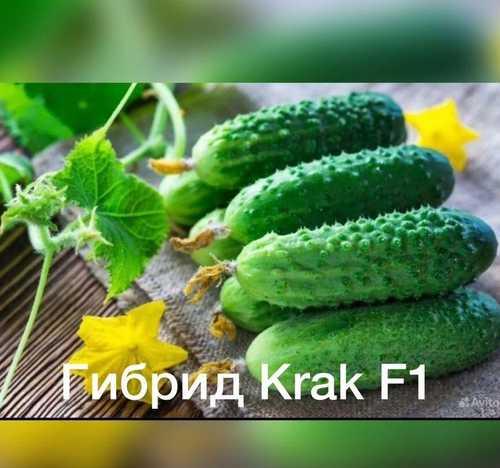 Семена Самого урожайного Гибрида Krak F1