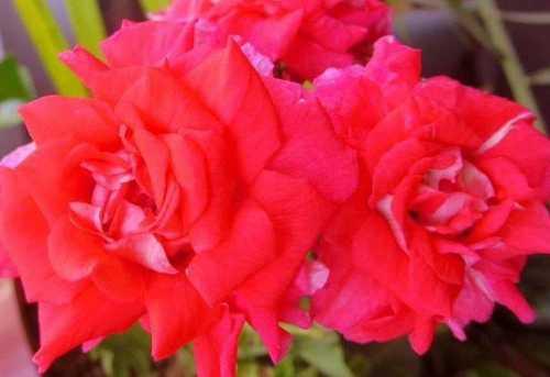 Painting roses пеларгония