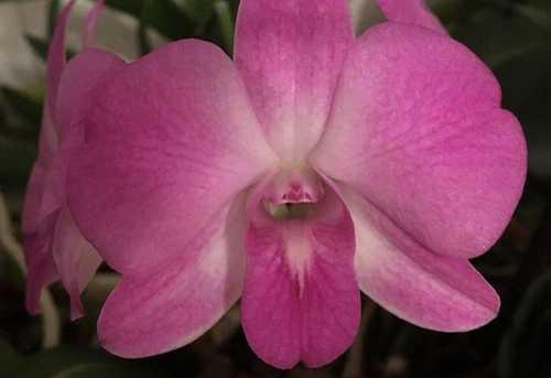 Орхидея дендробиум фаленопсис низкорослая