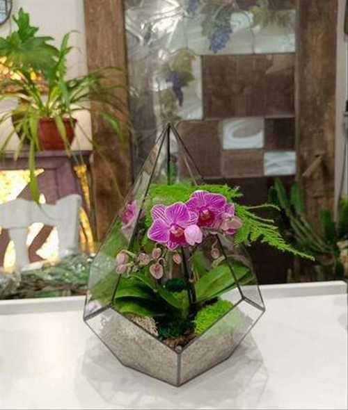 Флорариум орхидариум в капле М