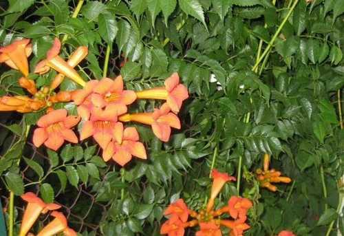 Моголетняя лиана Кампсис Текома, трубкоцвет саженц