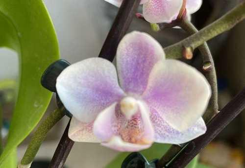Орхидея фаленопсис. Отцвела