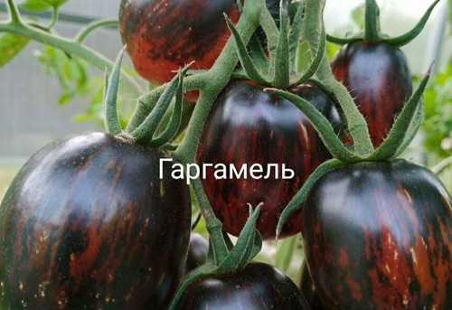 Коллекционные сортовые томаты и перцы