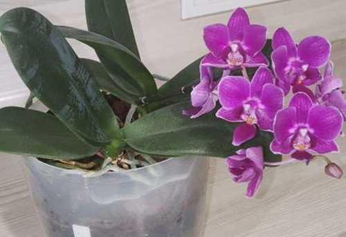 Орхидеи мультифлоры