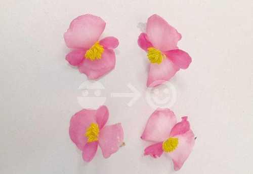 Бегония розовая / Пищевые бутоны цветов
