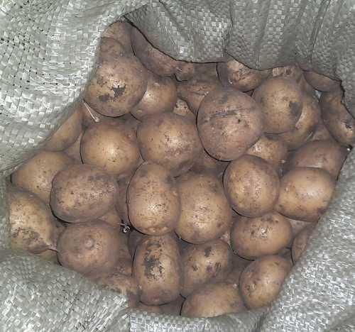 Продам картофель