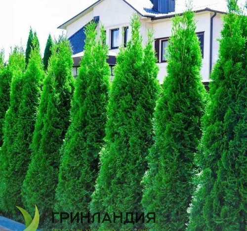 Туя 190 см