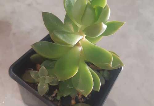 Суккуленты sedum Adolphi