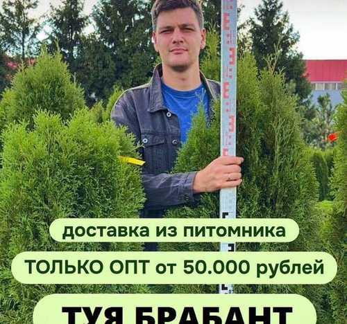 Туя Брабант Оптом