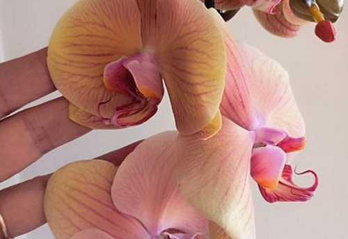 Орхидея Леди Мармелад цветет