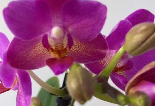 Орхидеи цветущие миди