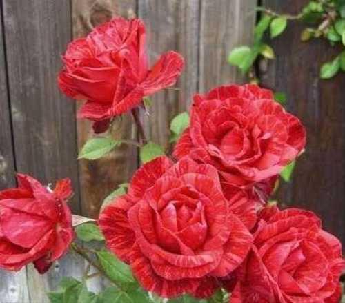 Роза чайно-оибридная Ред Интуишн С3,5