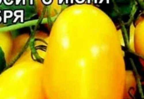 Семена томата Цыпочка. Суперурожайный