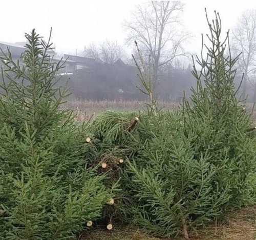 Ели сосны опт/розница