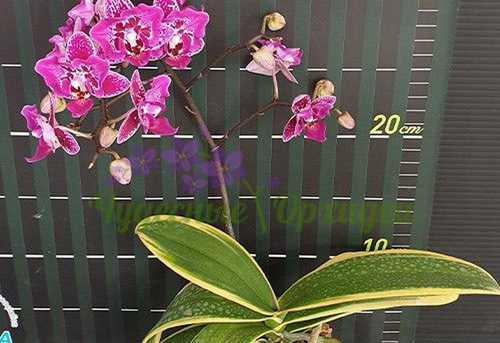 Phalaenopsis Chia E Yenlin (variegata & 2 eyes)