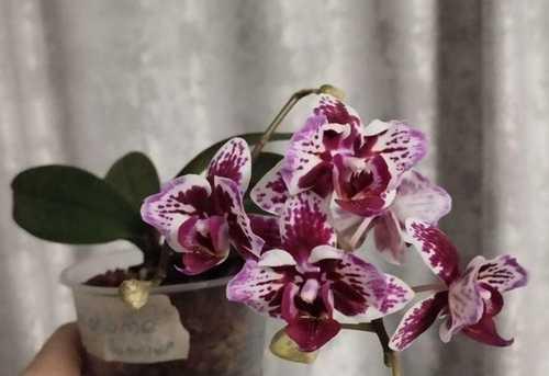 Орхидея Phalaenopsis Younghome Summer (peloric)