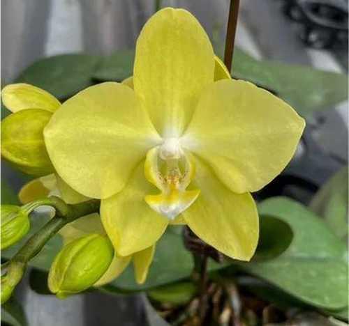Орхидея Лайм ароматный