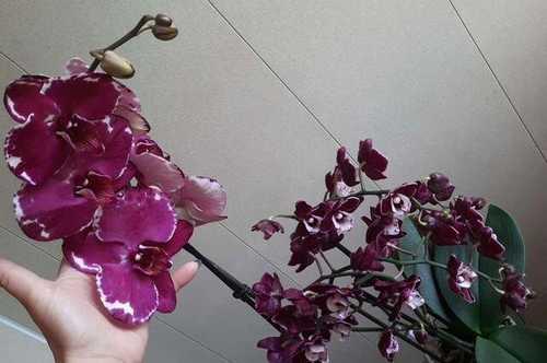 Орхидеи Yuka 3 цветоноса и Редкий сортовик