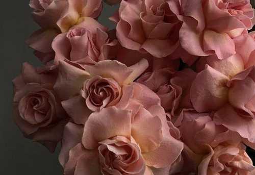 Цветы Французская огромная роза доставка цветы