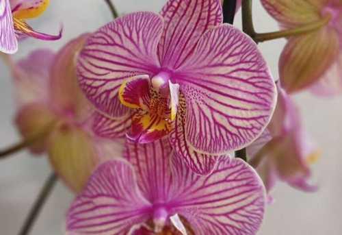 Орхидея фаленопсис юпитер