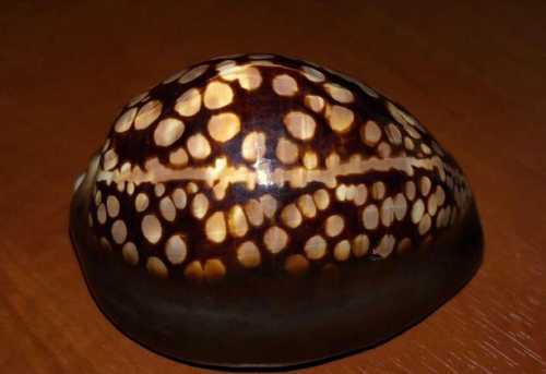 Морская раковина ракушка ципрея каури cypraea