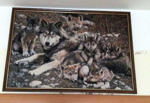 Волки и 6 волчат