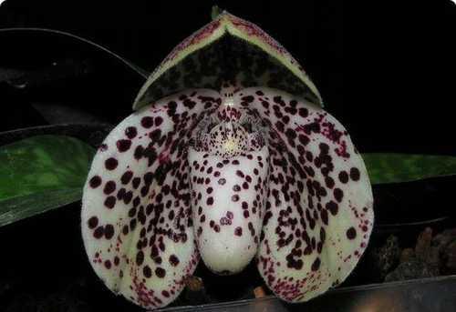 Орхидея. Пафиопедилум. Paph bellatulum x wilhelmin