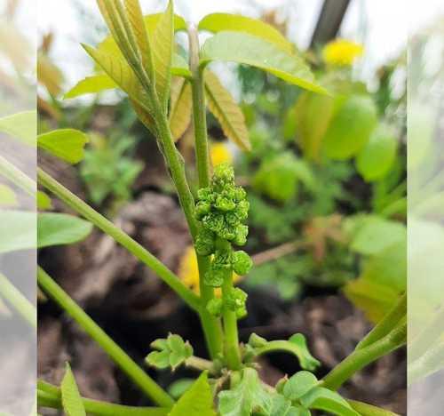 Семена грецкого ореха Селекционер, косточки сибирс